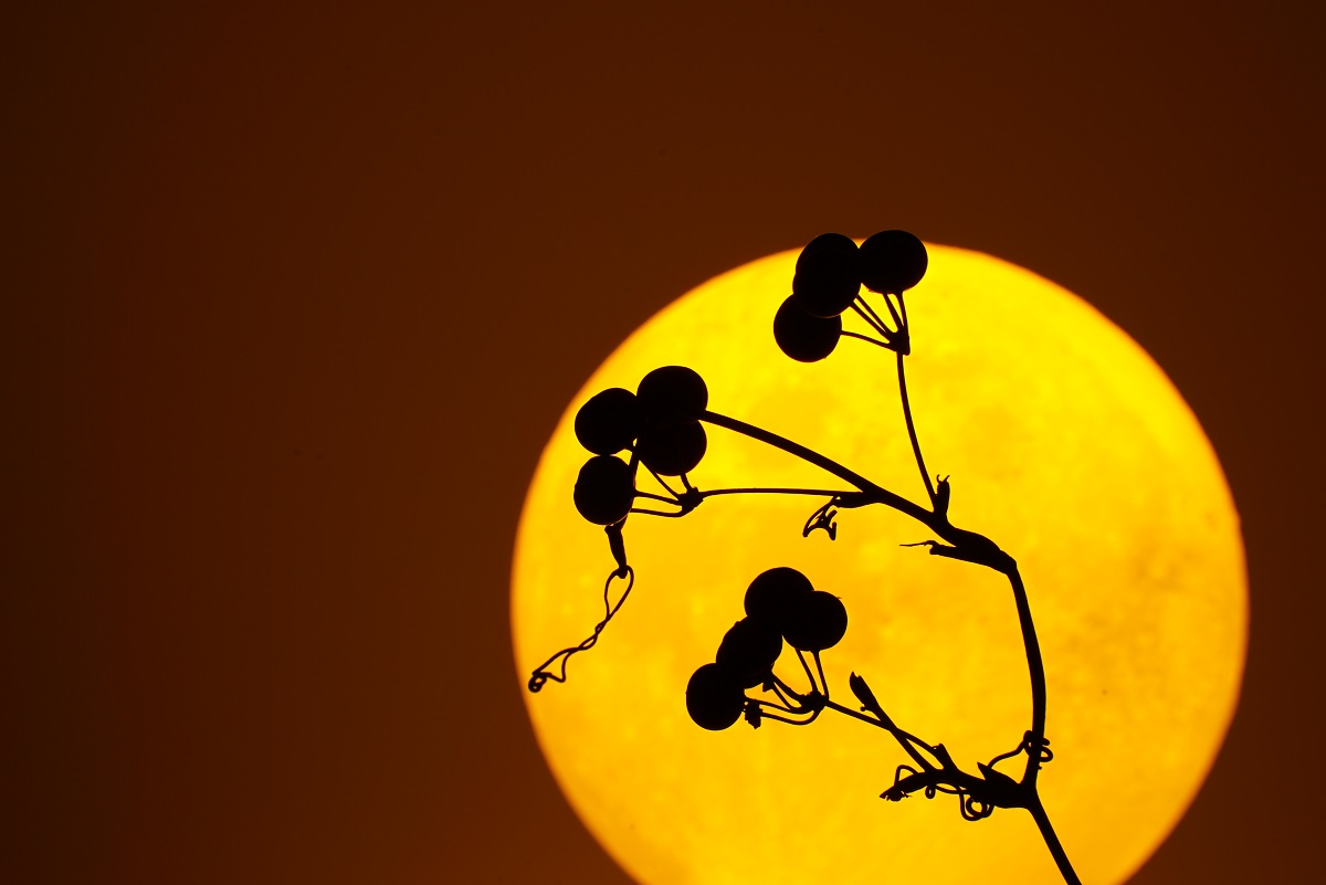 VIDA EN NIPPON | Photo-AC: Your Go-To Japanese Stock Photo Service for ...