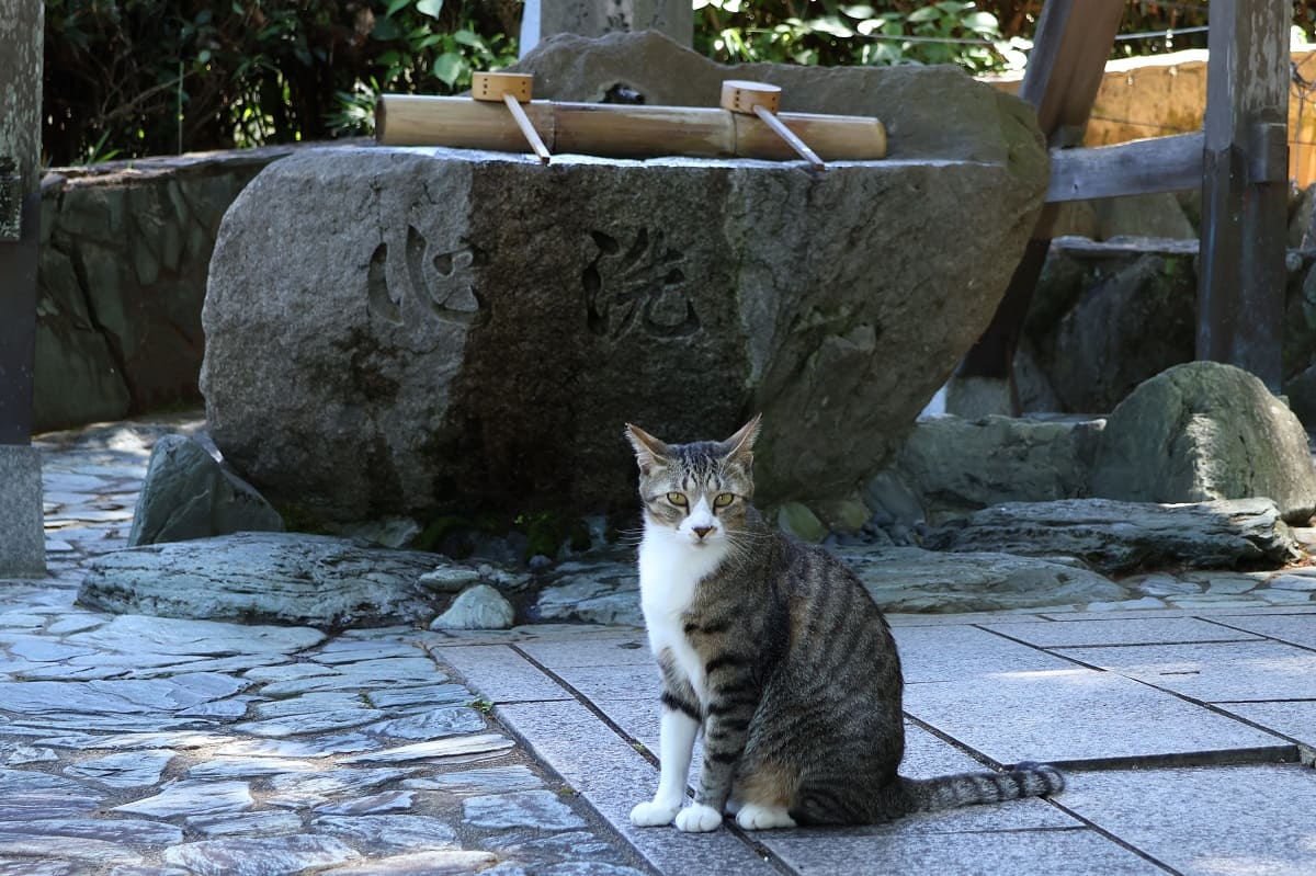 VIDA EN NIPPON | Photo-AC: Your Go-To Japanese Stock Photo Service for ...