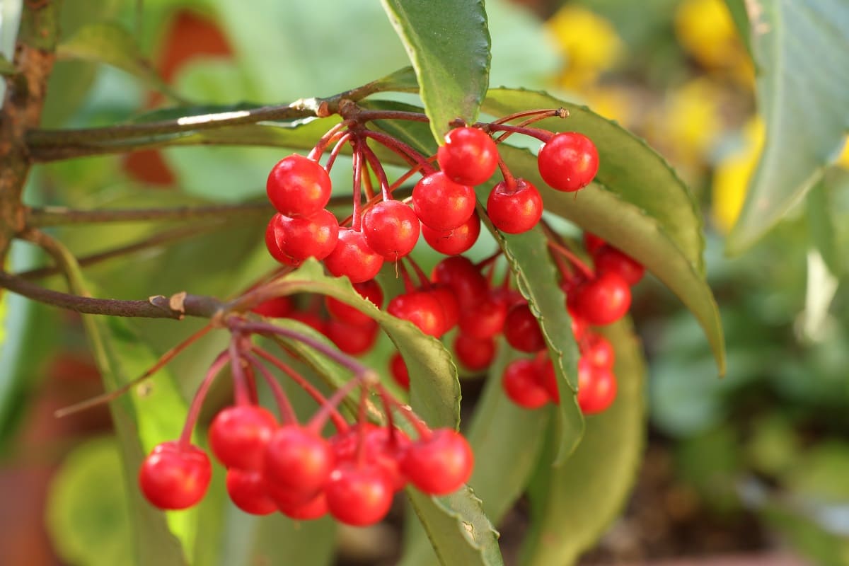 VIDA EN NIPPON | Traditional New Year Plants in Japan